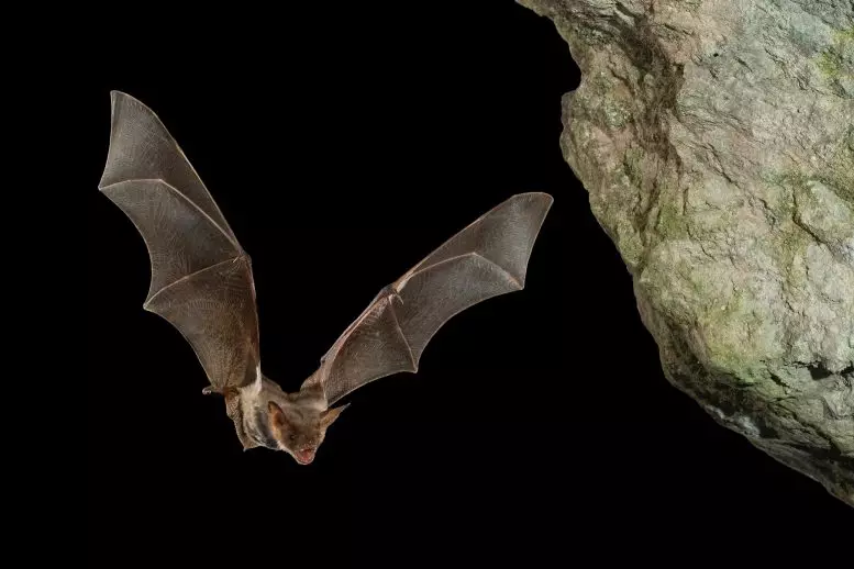 Bat emqolombeni