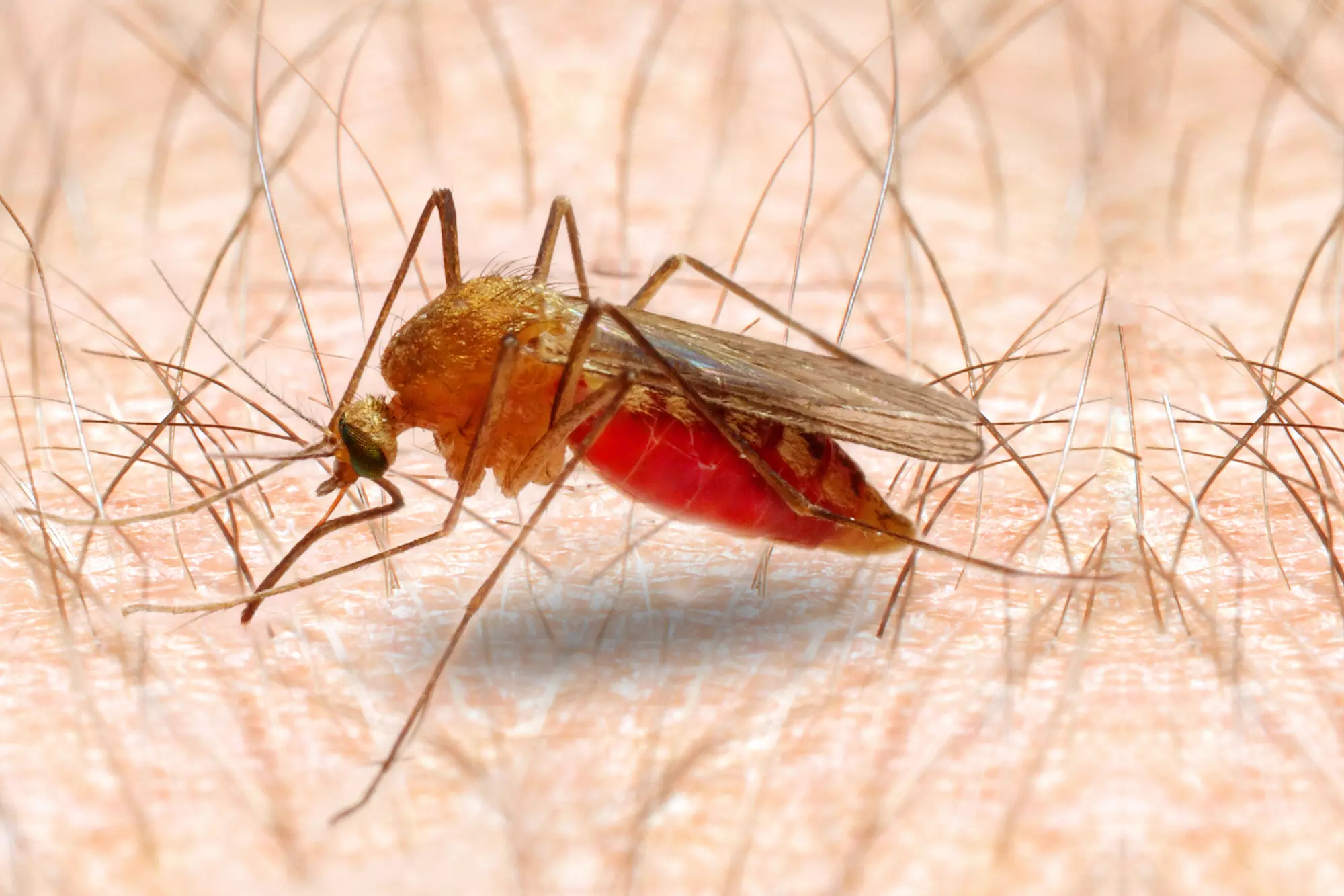 'Nguwo Isingaonekwe' Kuti Vanhu Vadzivirire Kurumwa neMosquito