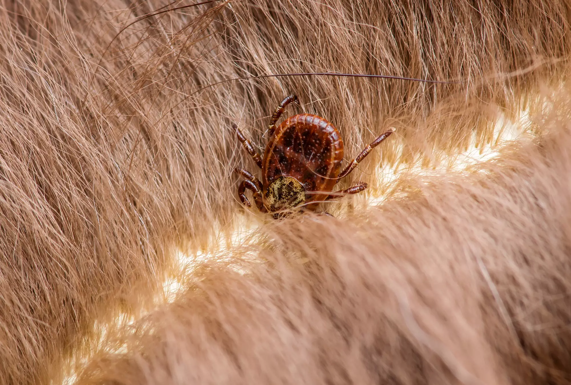 Os expertos prometen: están chegando novas vacinas eficaces para a enfermidade de Lyme