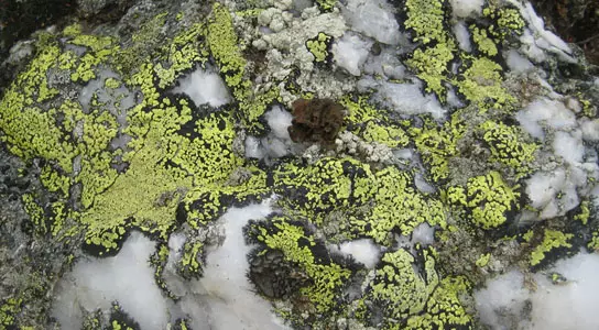 Algae, mosses, iyo lichens waxay qaataan qiyaastii 14 bilyan oo tan oo kaarboon laba ogsaydh ah