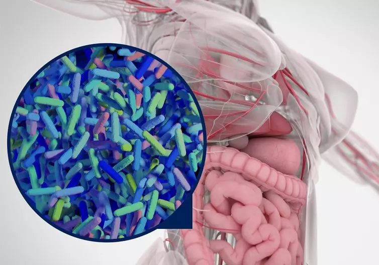 Illustratioun vum Mënsch Gut Microbiome