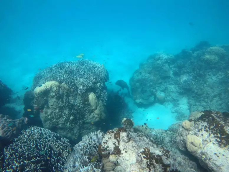 Pinapalakas ng “Traffic Calming” ang Breeding sa Coral Reef