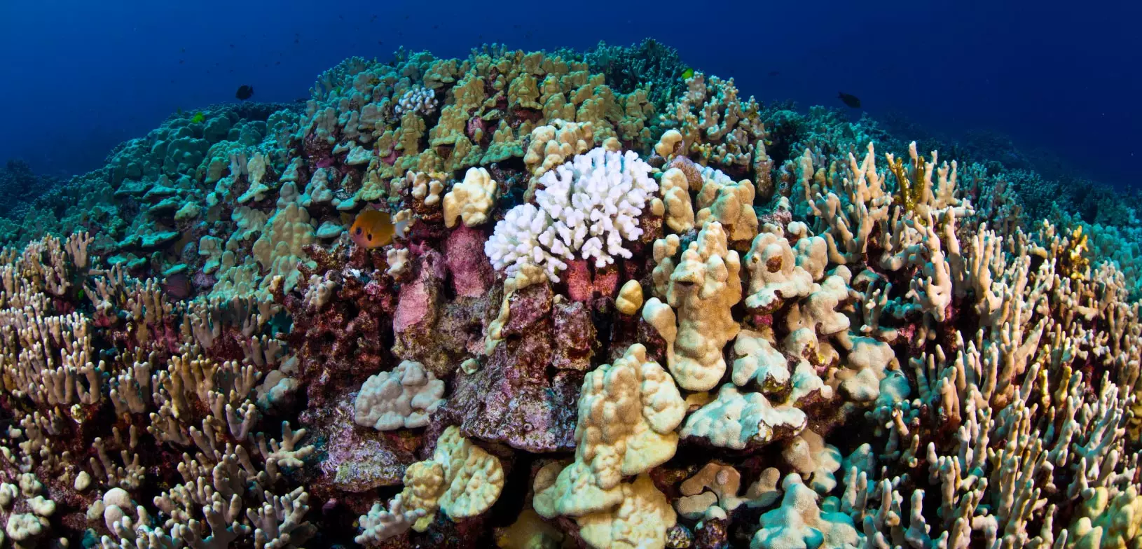 Ma Corals Amakhala Kwanthawi Yoyamba Asanayambe komanso Pambuyo pa Kutentha kwa Marine: Opambana ndi Otayika Anapezedwa