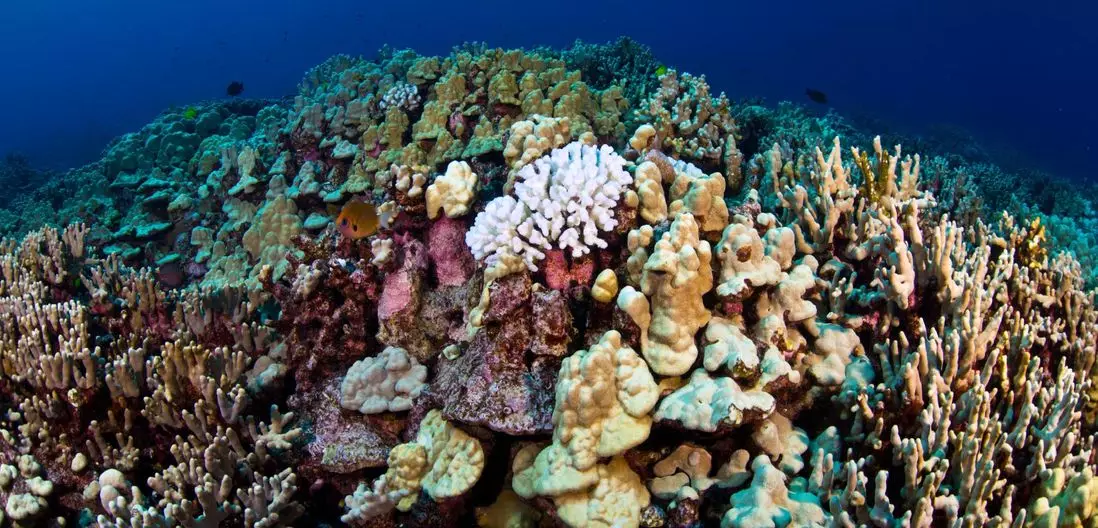 Coral Bleaching ໃນ Hawaii