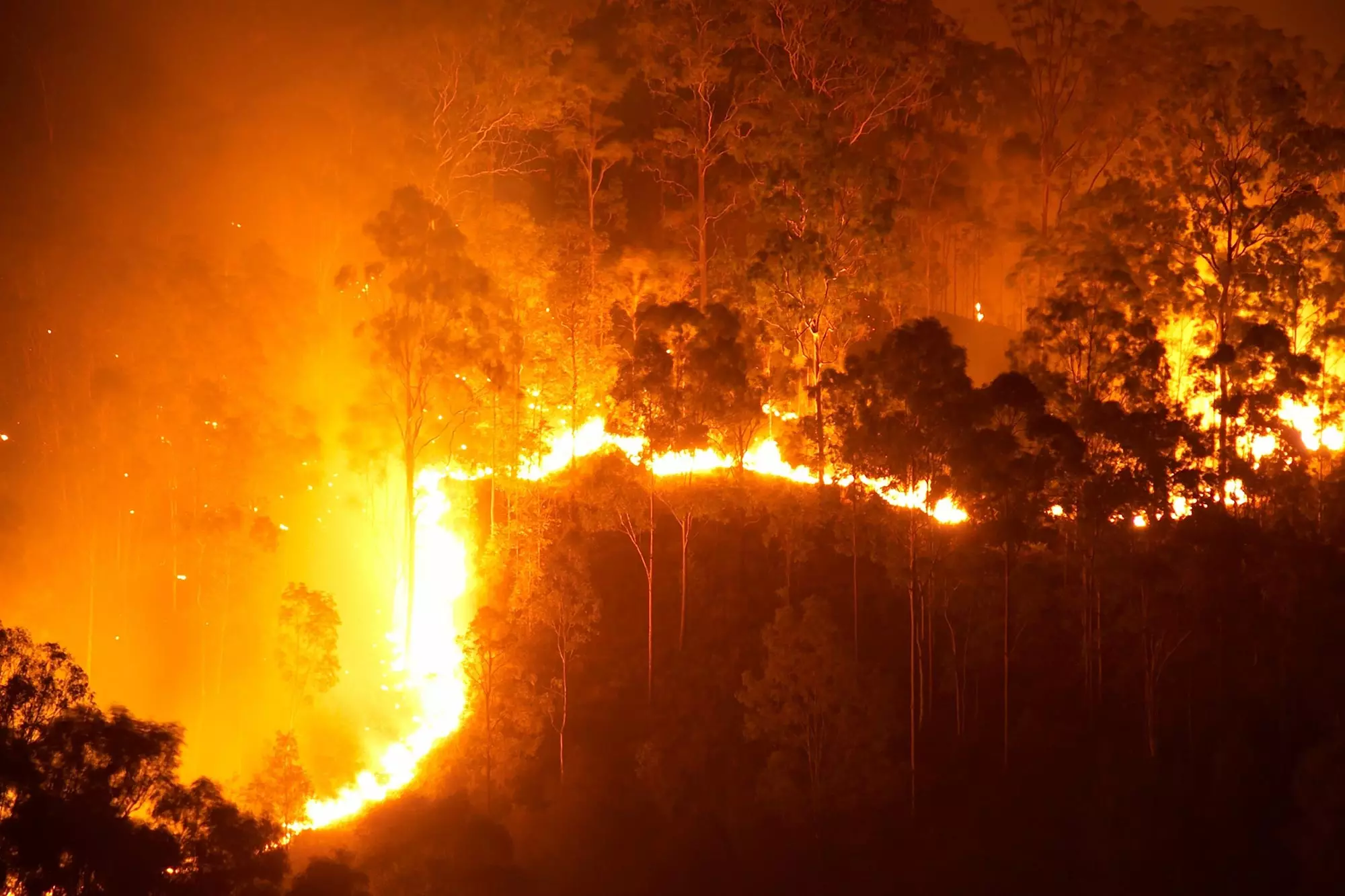 Las áreas de conservación protegidas vieron aumentos dramáticos en los incendios durante los cierres de COVID