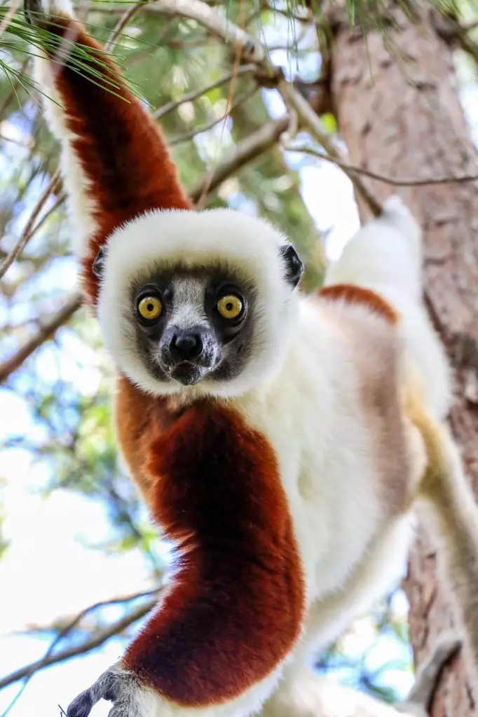 Lemur Madagascar