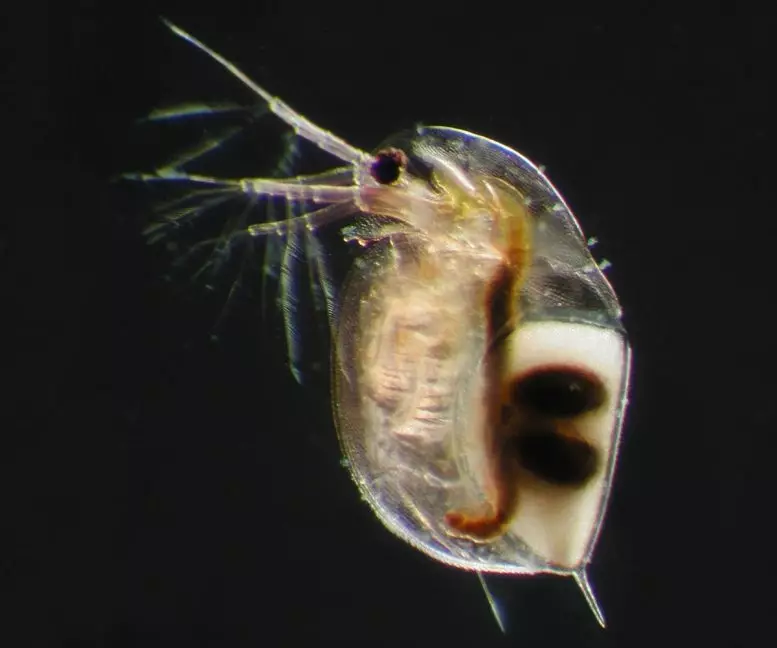 UDaphnia Zooplankton