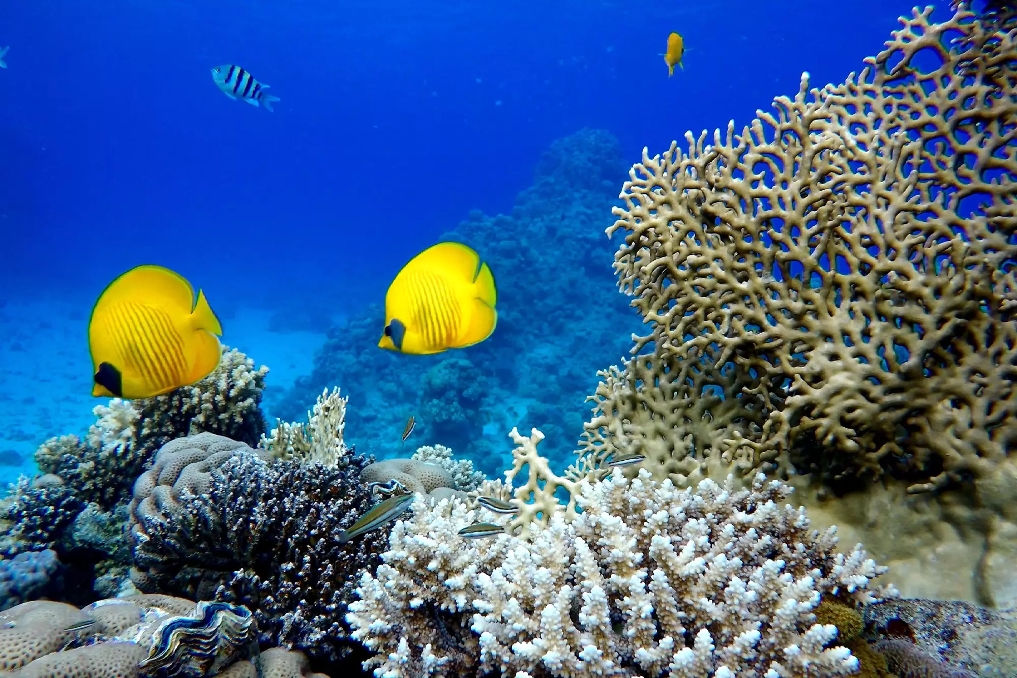 Experter varnar: Brådskande åtgärder krävs för att skydda världens korallrev från att försvinna inom 30 år