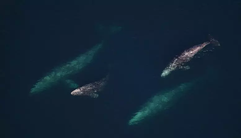 Grey Whales