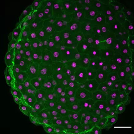 Djipper begryp fan biologyske sinjaalsystemen