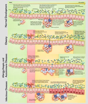 研究は乳児の抗生物質の使用を成人の病気にリンクします