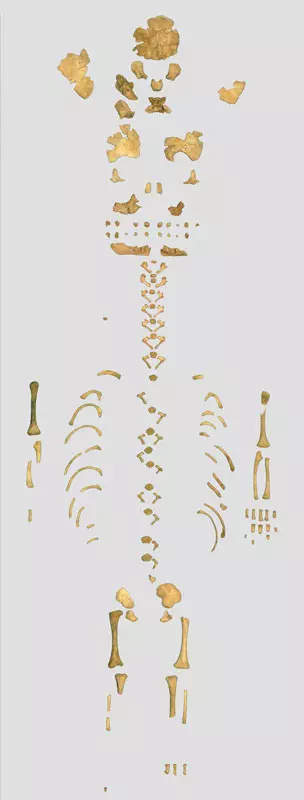 Hulumtimet e reja tregojnë se Neandertalët kanë lindur me trupa të gjerë dhe kocka të forta