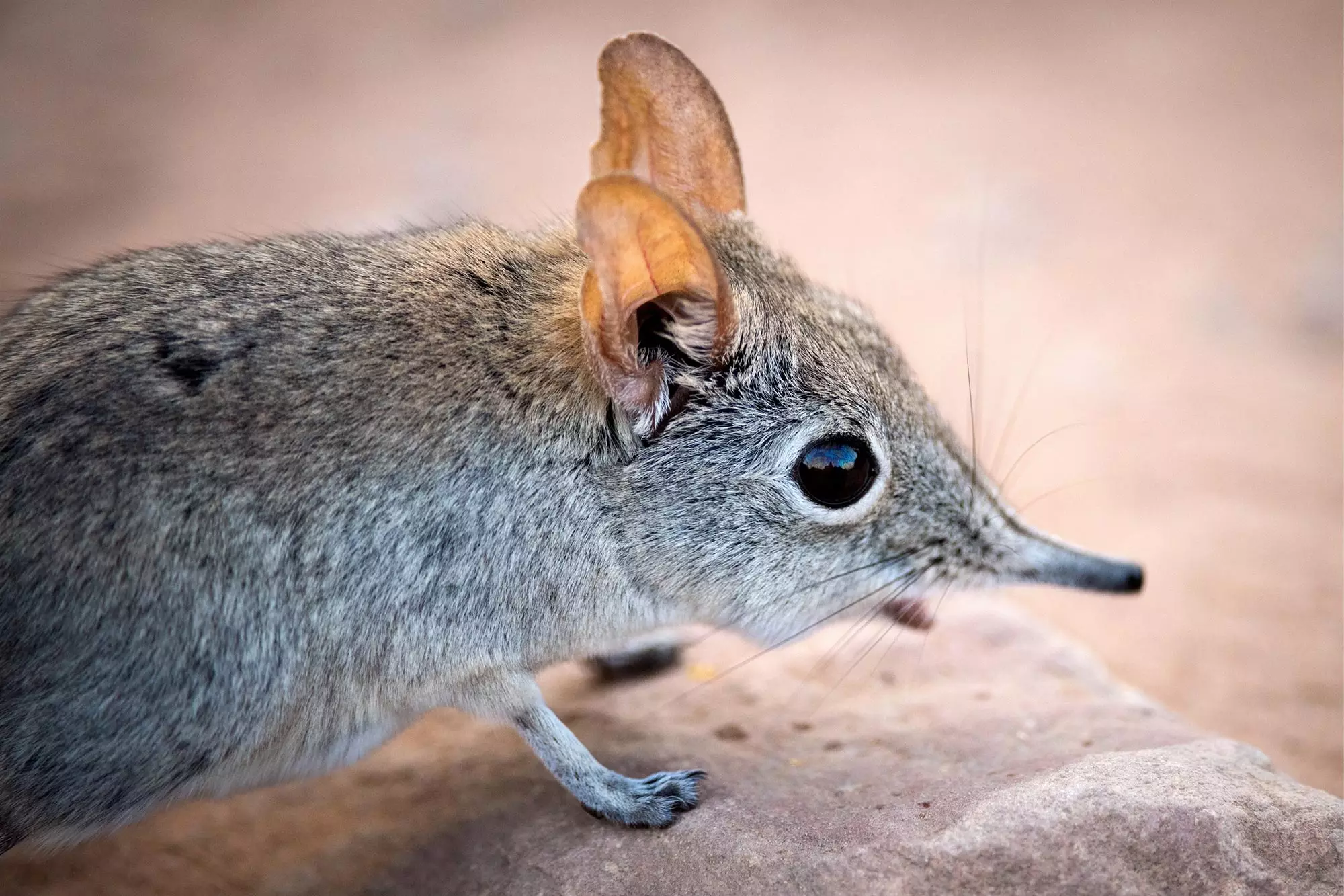 A konvergens evolúció becsapott minket: evolúciós fáink többsége tévedhet