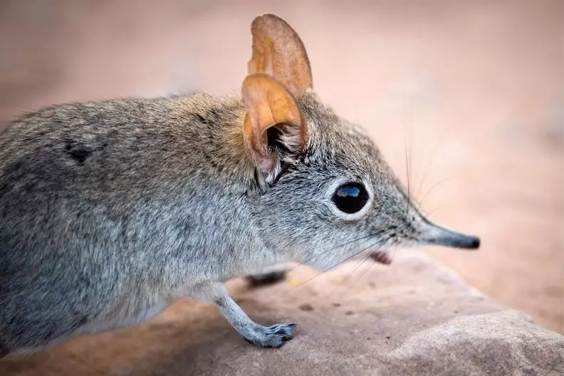 Maroodiga Shrew