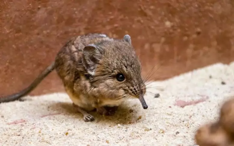 Pohon Evolusi Molekul Gajah Tikus