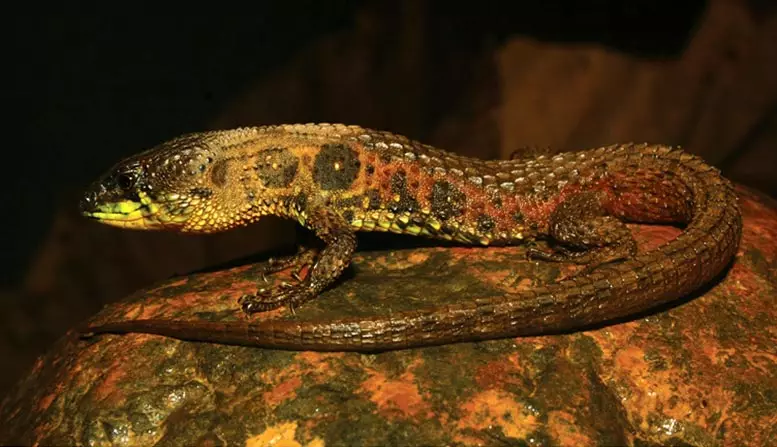 Sinau Mesin Nuduhake manawa Spesies Reptil Luwih Luwih Ana Resiko Kepunahan Saka Sing Dipikir Sadurunge