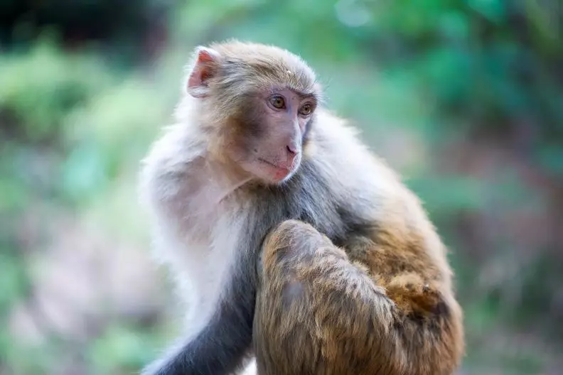 Rhesus Macaque