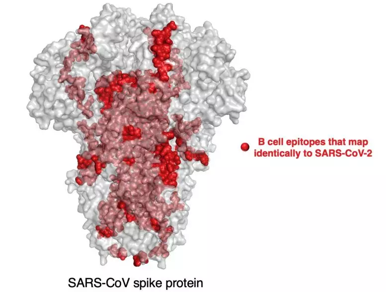 SARS-CoV-2 ට සමානව සිතියම්ගත කරන B සෛල එපිටොප්