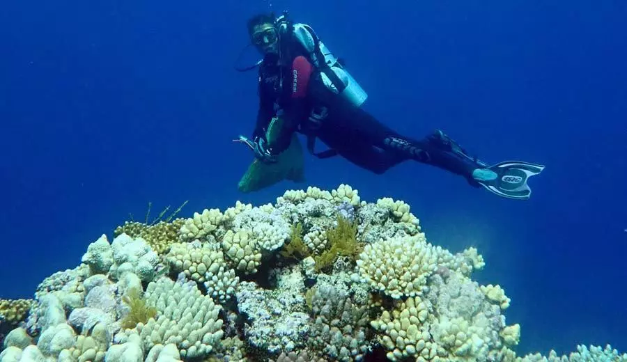 Upptäcker nya koraller