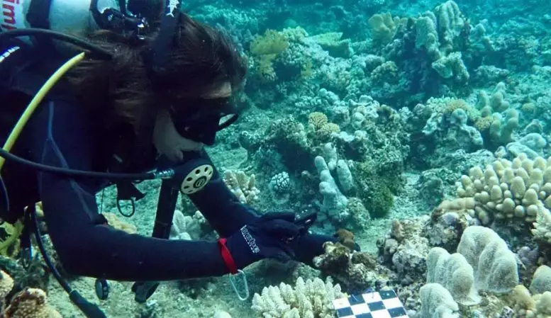 رحلة الحاجز المرجاني العظيم
