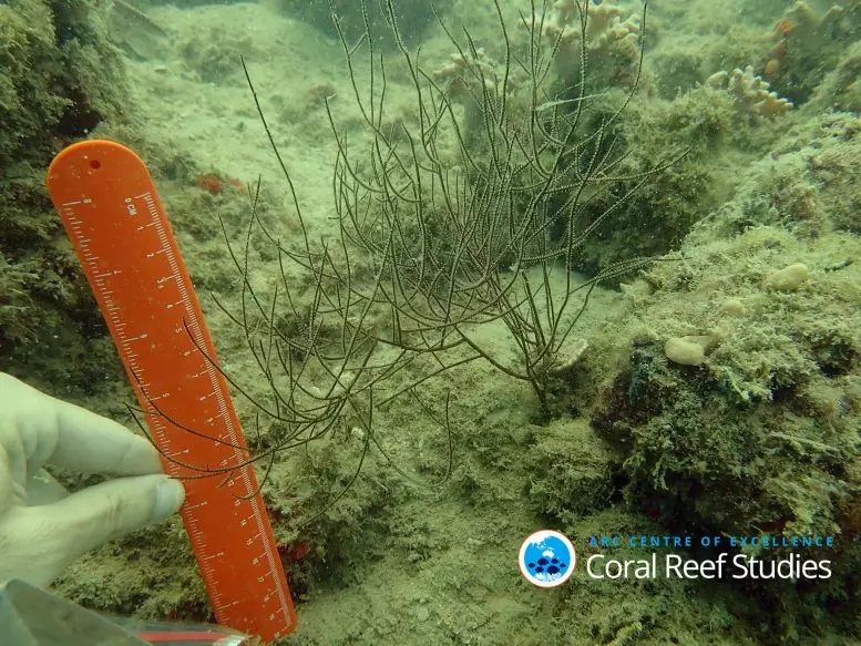 Must korall GBR
