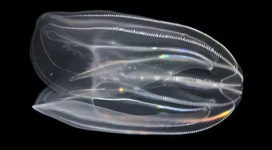 Comb Jelly Genome