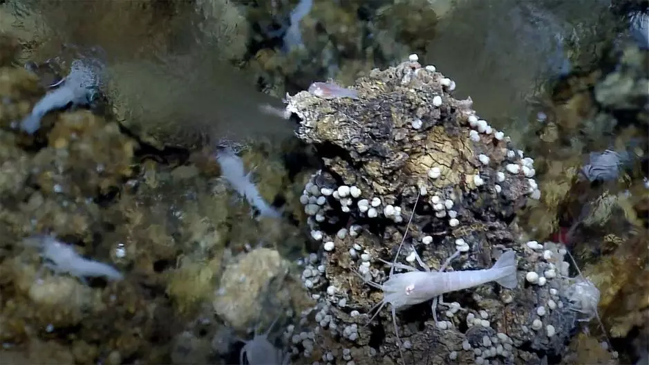 White Smoker Seafloor Vent