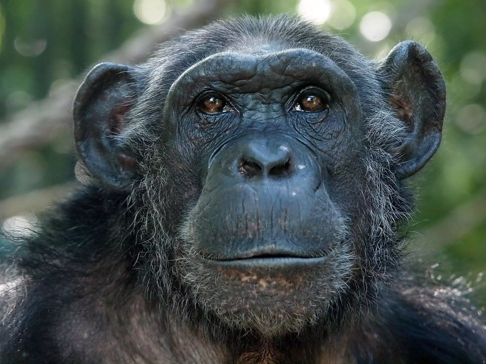 Nouvelle méthode pour identifier l'origine des chimpanzés commercialisés illégalement