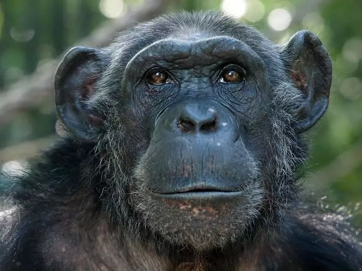 Cara de chimpanzé