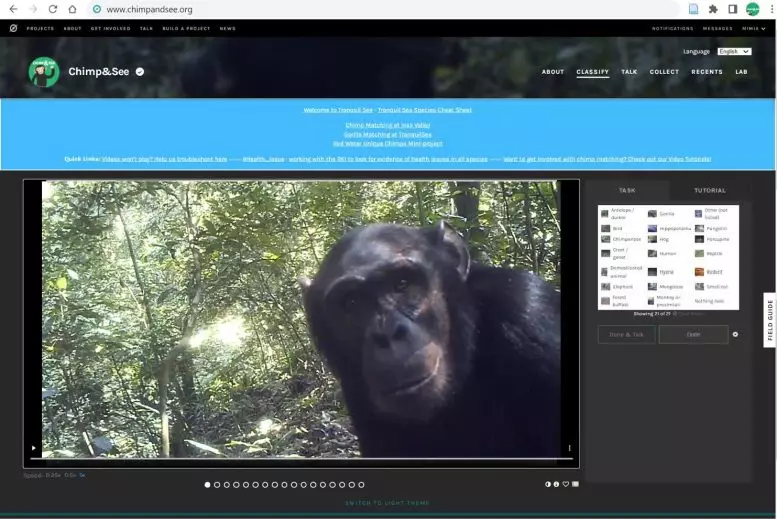 Chimpanzi Camera Trap