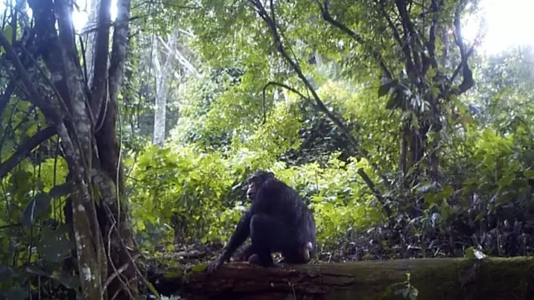 Chimpanzé selvagem defecando