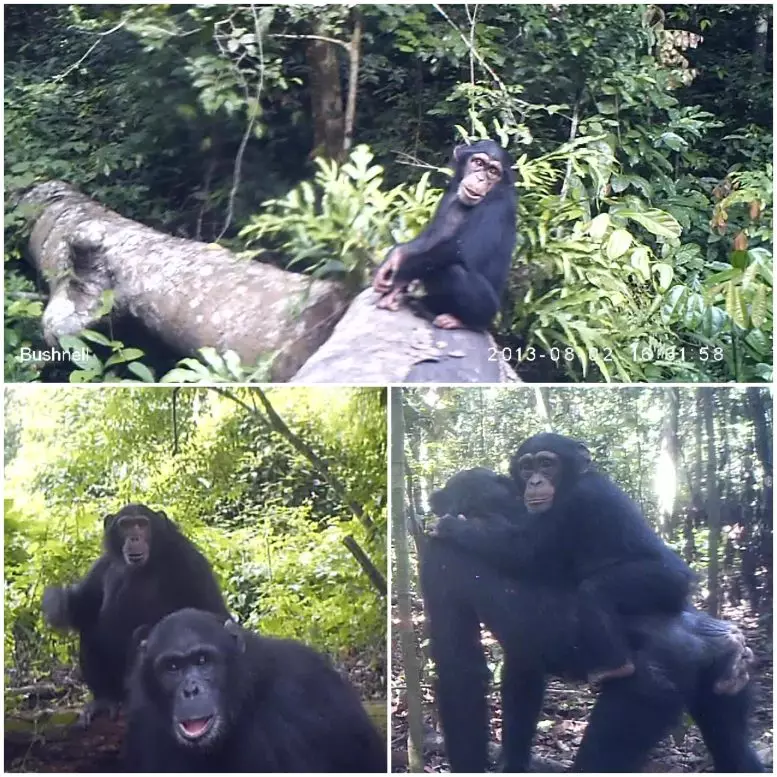 Chimpanzees Kamẹra Pakute