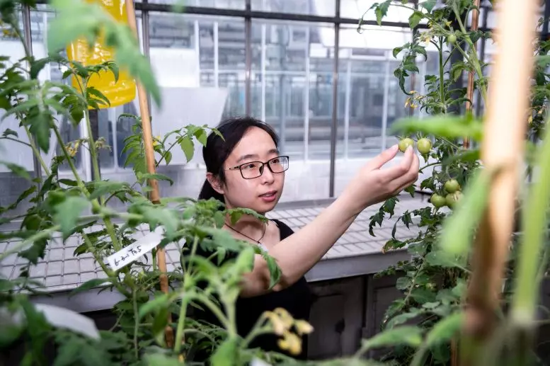 Jie Li examina els tomàquets enriquits amb vitamina D