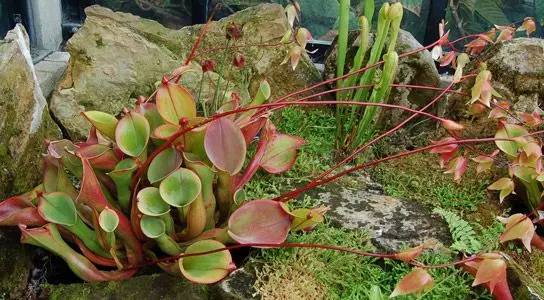 Bealaí Ingenious Pitcher Plant le Seangán a Ghaisteoireacht