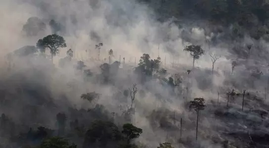 Hutan Hujan Amazon Bisa Kagaringan 9541_1