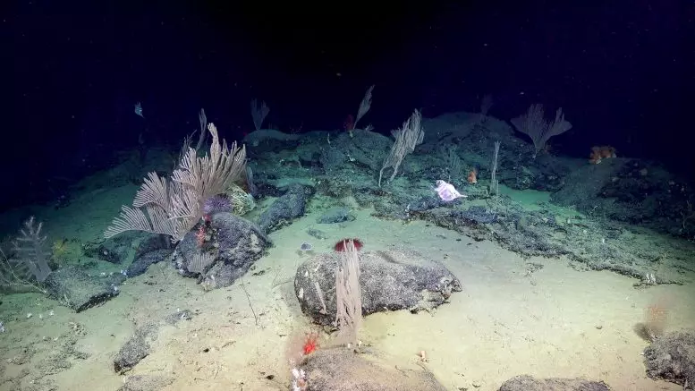 Coral Garden funnet i Bremer Canyon