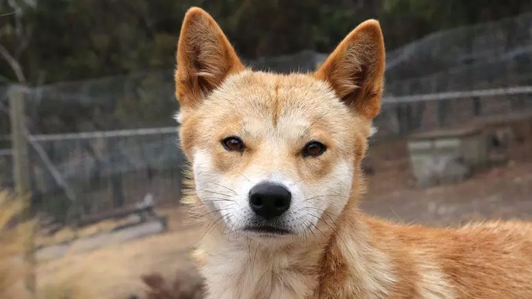 Afdække oprindelsen af hund-menneskelig øjenkontakt