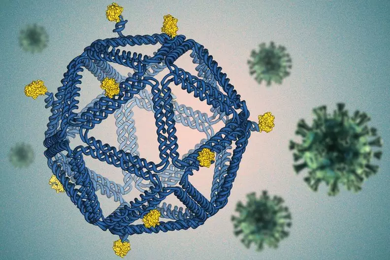 Structure de virus à ADN pliante