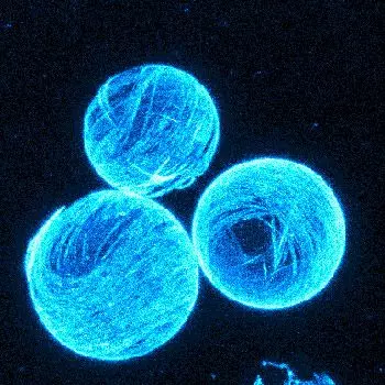 Membrane Cytoskeleton a na-ebugharị emegharị maka Oge Mbụ